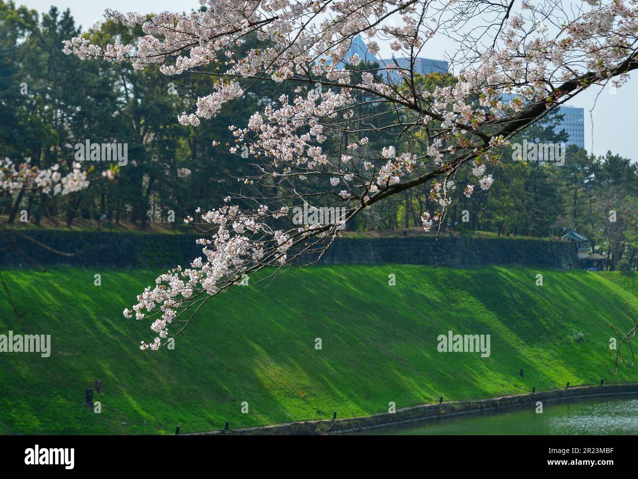 Cherry blossom season in Tokyo, Japan. Watching the cherry blossoms ...