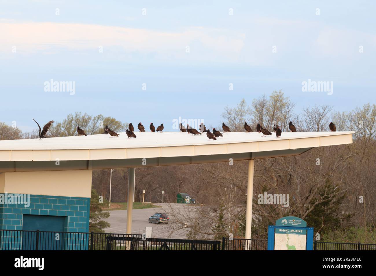 A flock of birds perched atop a modern architecture structure, set ...
