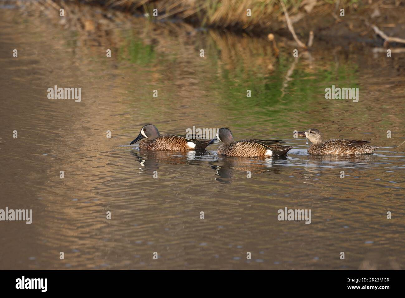 Three ducks swimming in a tranquil shallow pond surrounded by lush ...