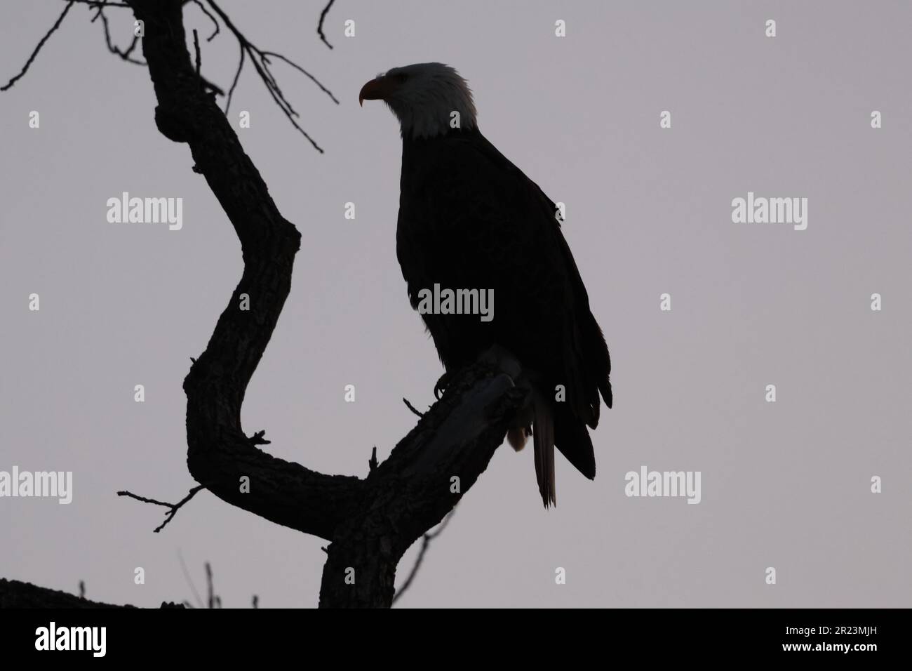 An adult bald eagle perched atop a decaying tree against a backdrop of ...