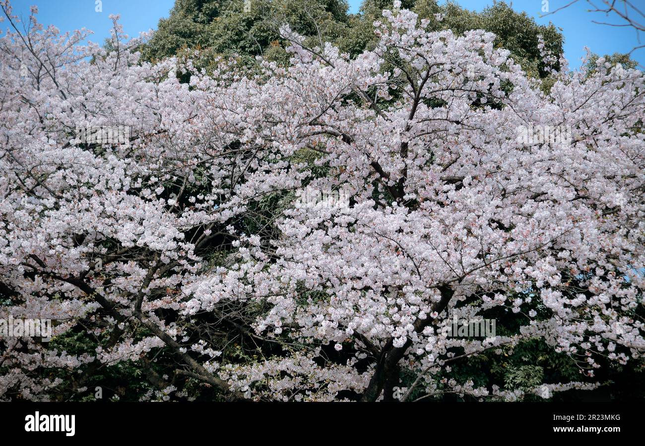 Cherry blossom season in Tokyo, Japan. Watching the cherry blossoms ...