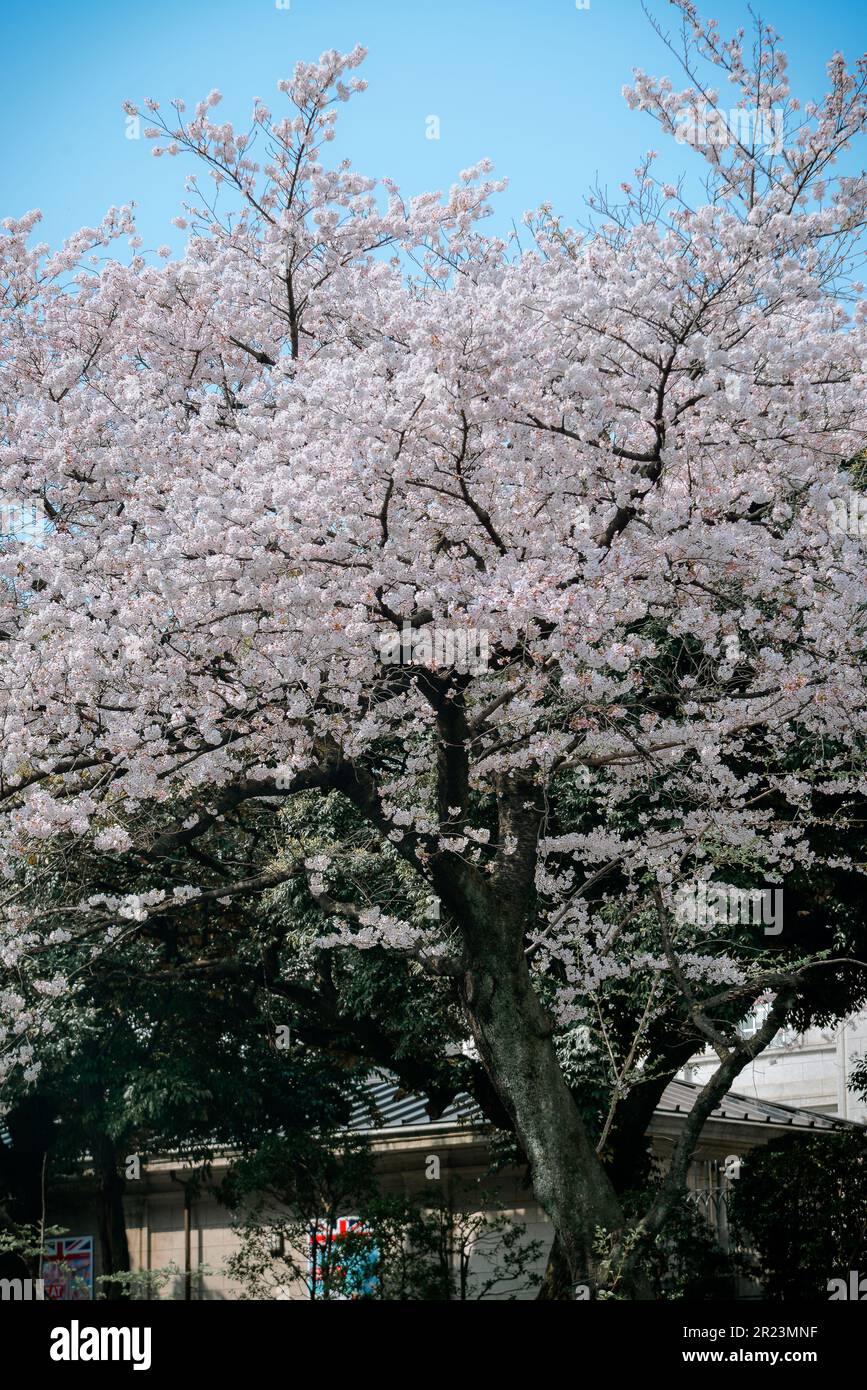 Cherry blossom season in Tokyo, Japan. Watching the cherry blossoms ...