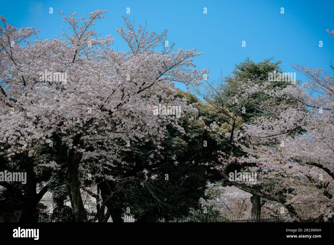 Cherry blossom season in Tokyo, Japan. Watching the cherry blossoms ...