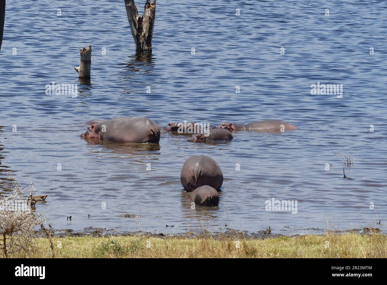 Nakuru, Kenya. 05th Mar, 2023. Hippo family in Lake Nakuru National ...