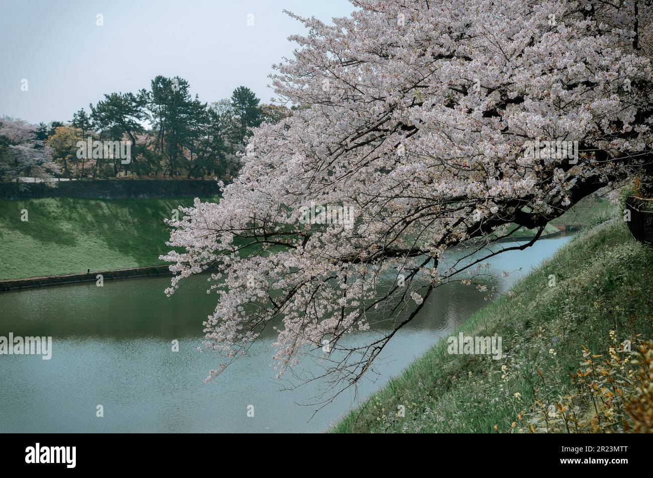 Cherry blossom season in Tokyo, Japan. Watching the cherry blossoms ...