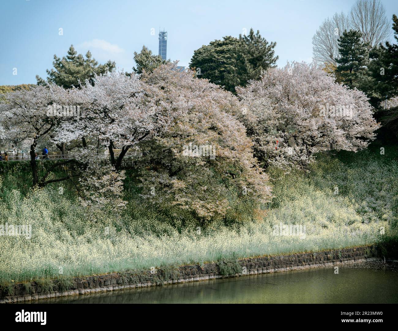 Cherry blossom season in Tokyo, Japan. Watching the cherry blossoms ...