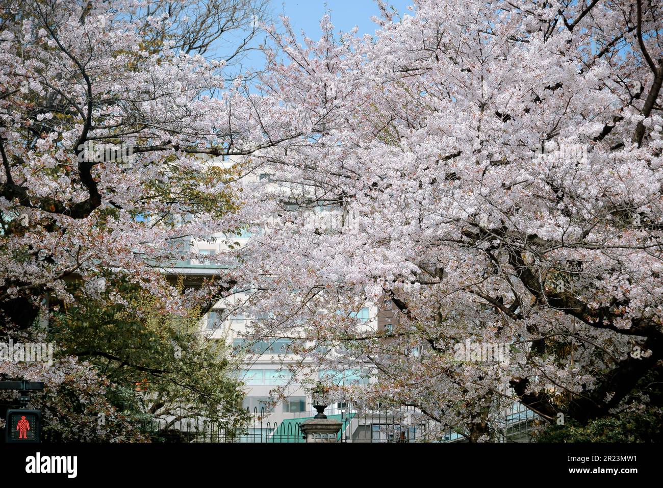 Cherry blossom season in Tokyo, Japan. Watching the cherry blossoms ...
