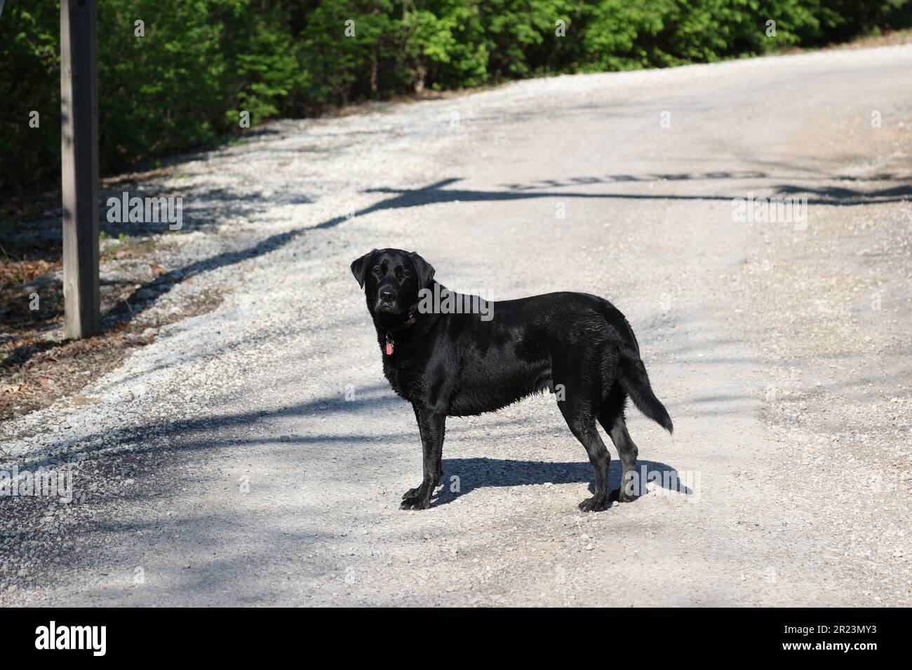 A black medium-sized dog standing on the side of the road with its ...