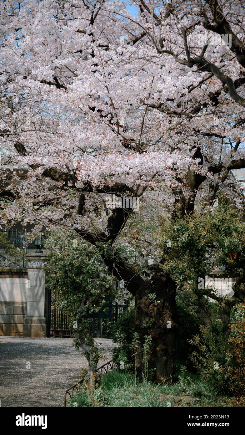 Cherry blossom season in Tokyo, Japan. Watching the cherry blossoms ...