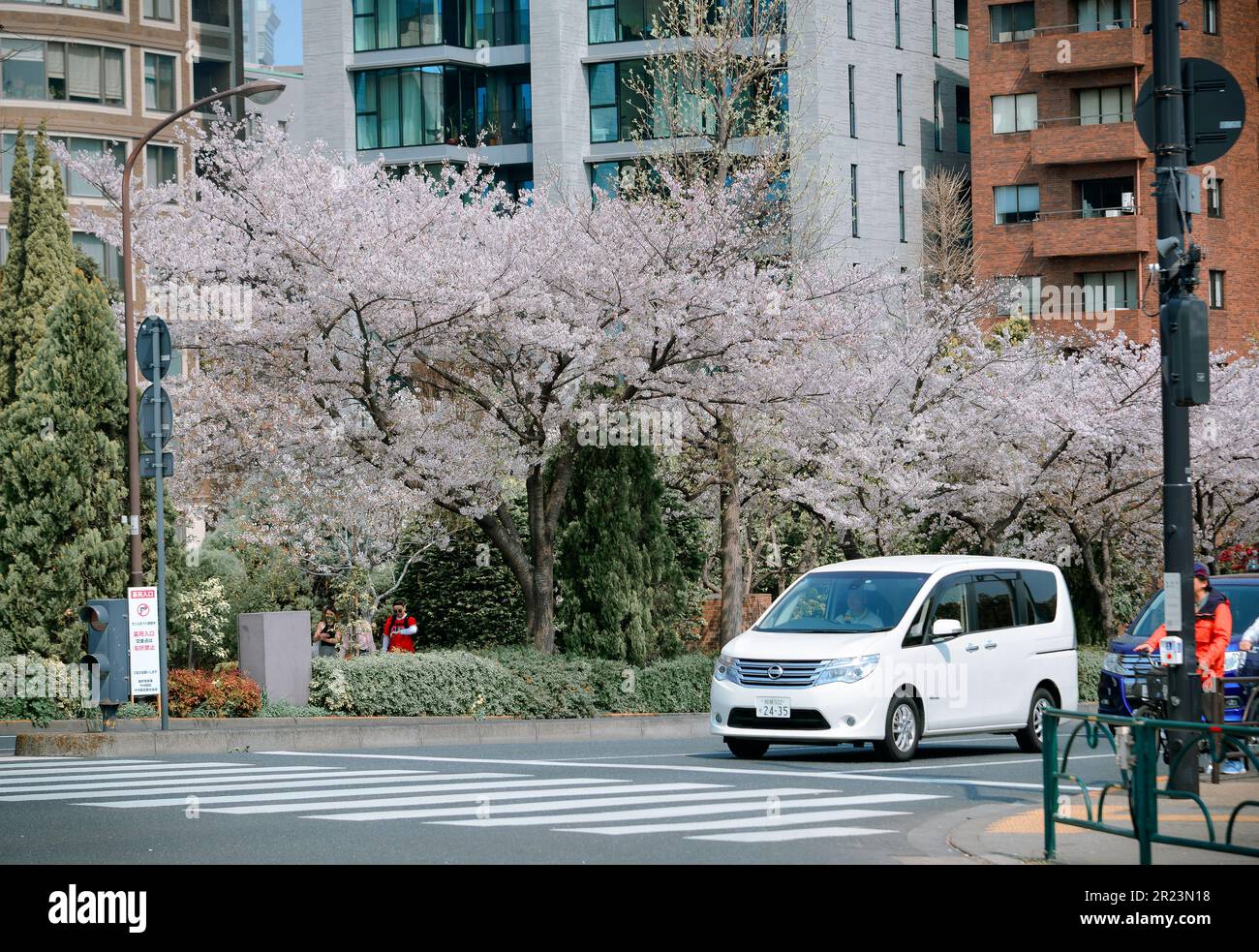 Tokyo, Japan - Apr 7, 2019. Street of Tokyo in blossom season. Watching ...