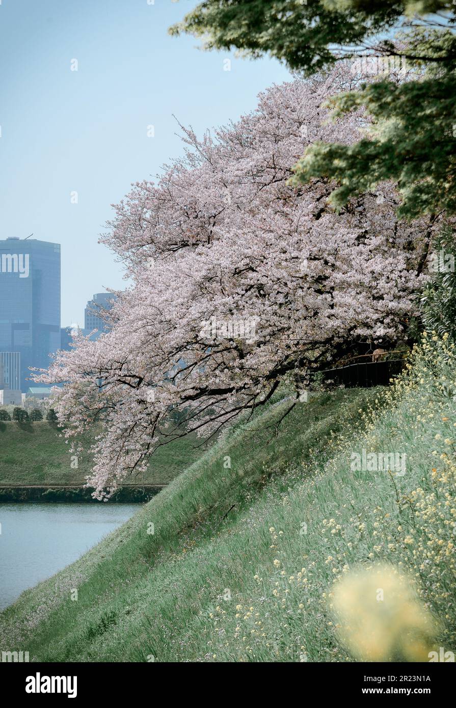 Cherry blossom season in Tokyo, Japan. Watching the cherry blossoms ...
