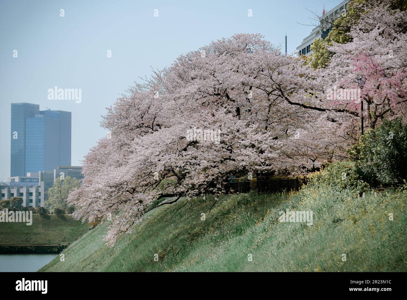 Cherry blossom season in Tokyo, Japan. Watching the cherry blossoms ...