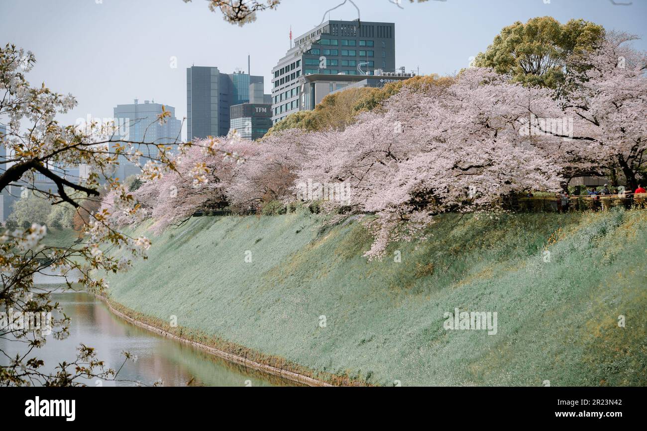 Cherry blossom season in Tokyo, Japan. Watching the cherry blossoms ...