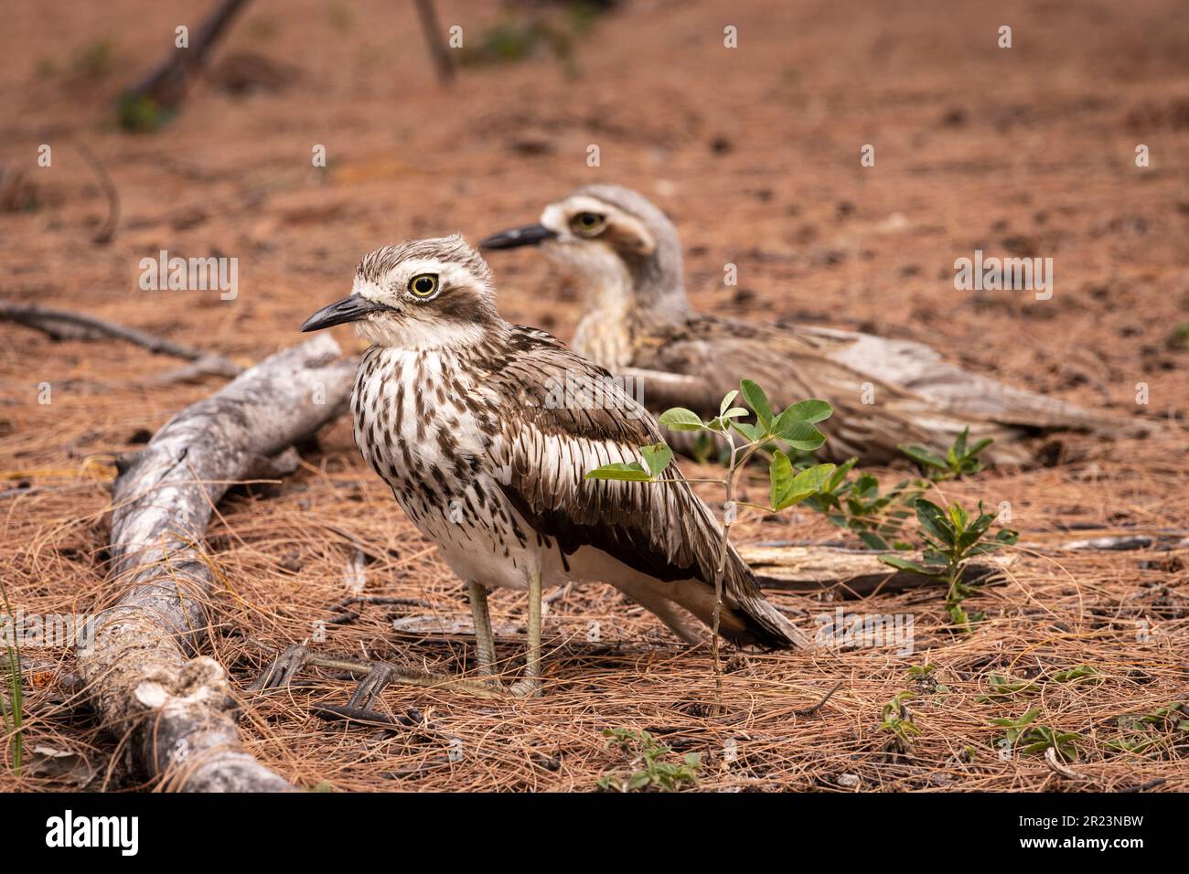 Stone curlew bird hi-res stock photography and images - Alamy