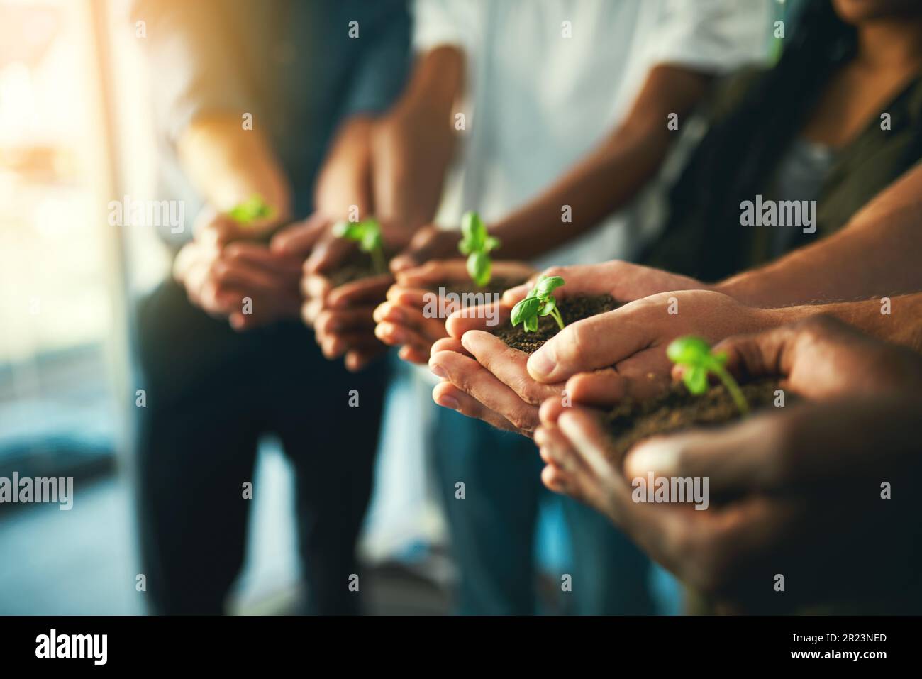 Plant, sustainability and environment with hands of business people for ...