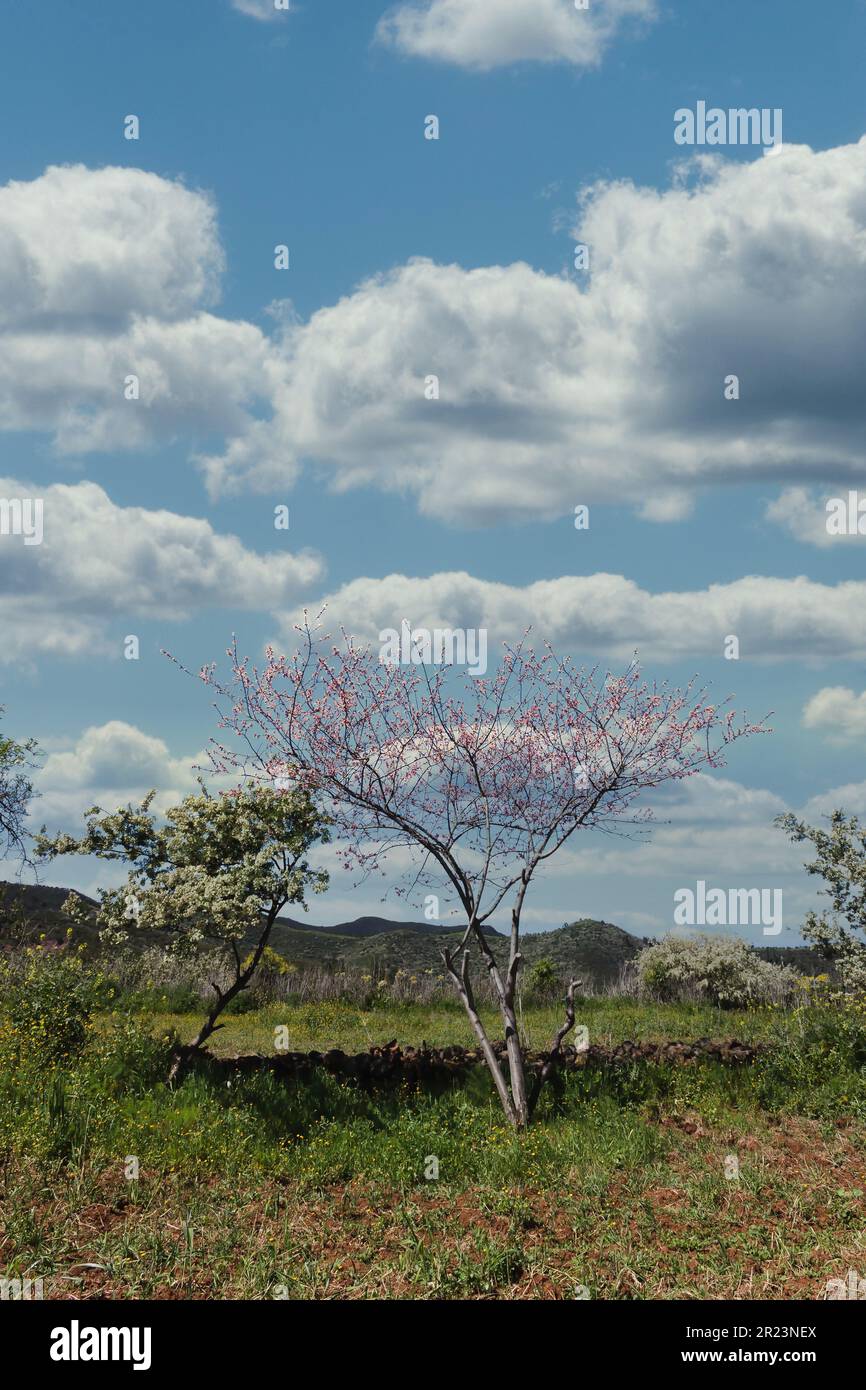 A vertical of a pink flowered tree in a lush grassy meadow Stock Photo ...