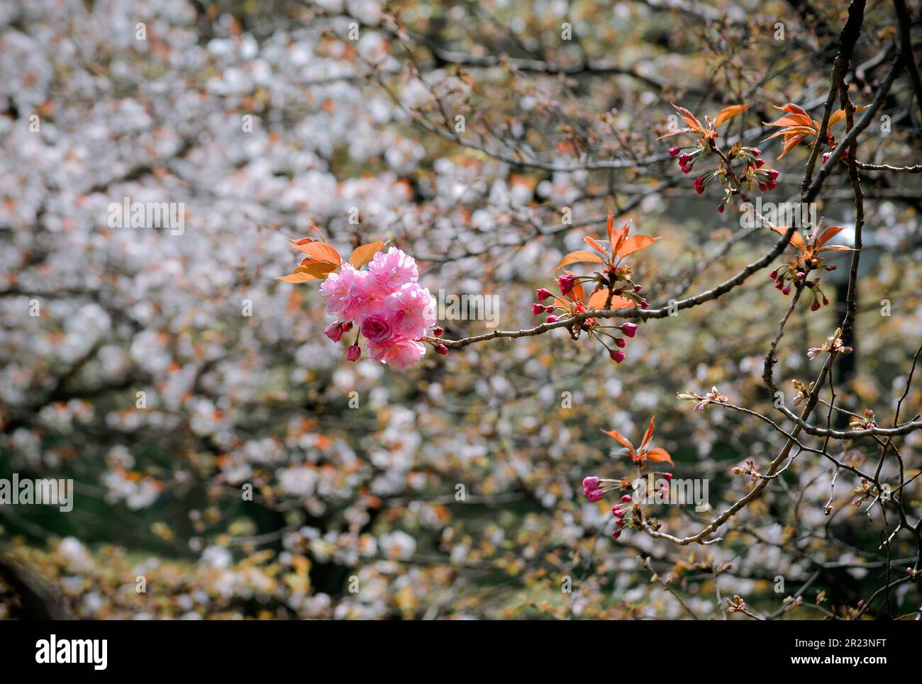 Cherry blossom season in Tokyo, Japan. Watching the cherry blossoms ...