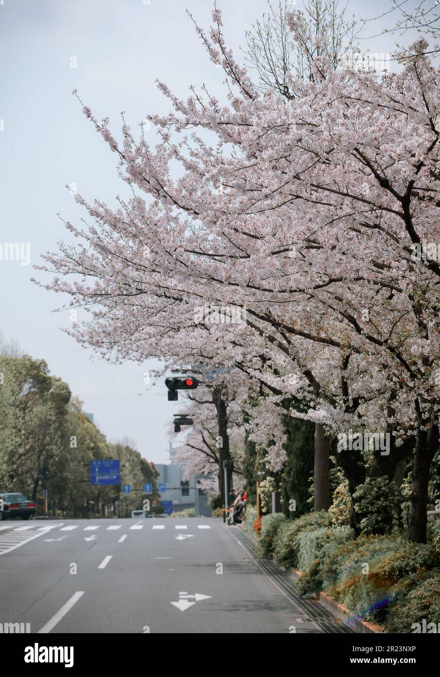 Tokyo, Japan - Apr 7, 2019. Street of Tokyo in blossom season. Watching ...