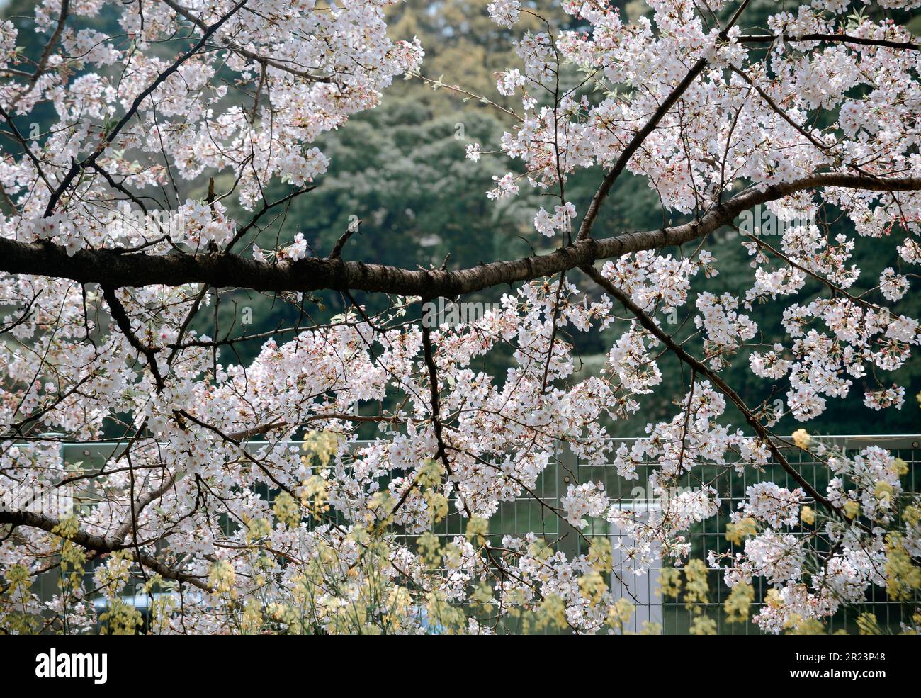 Cherry blossom season in Tokyo, Japan. Watching the cherry blossoms ...