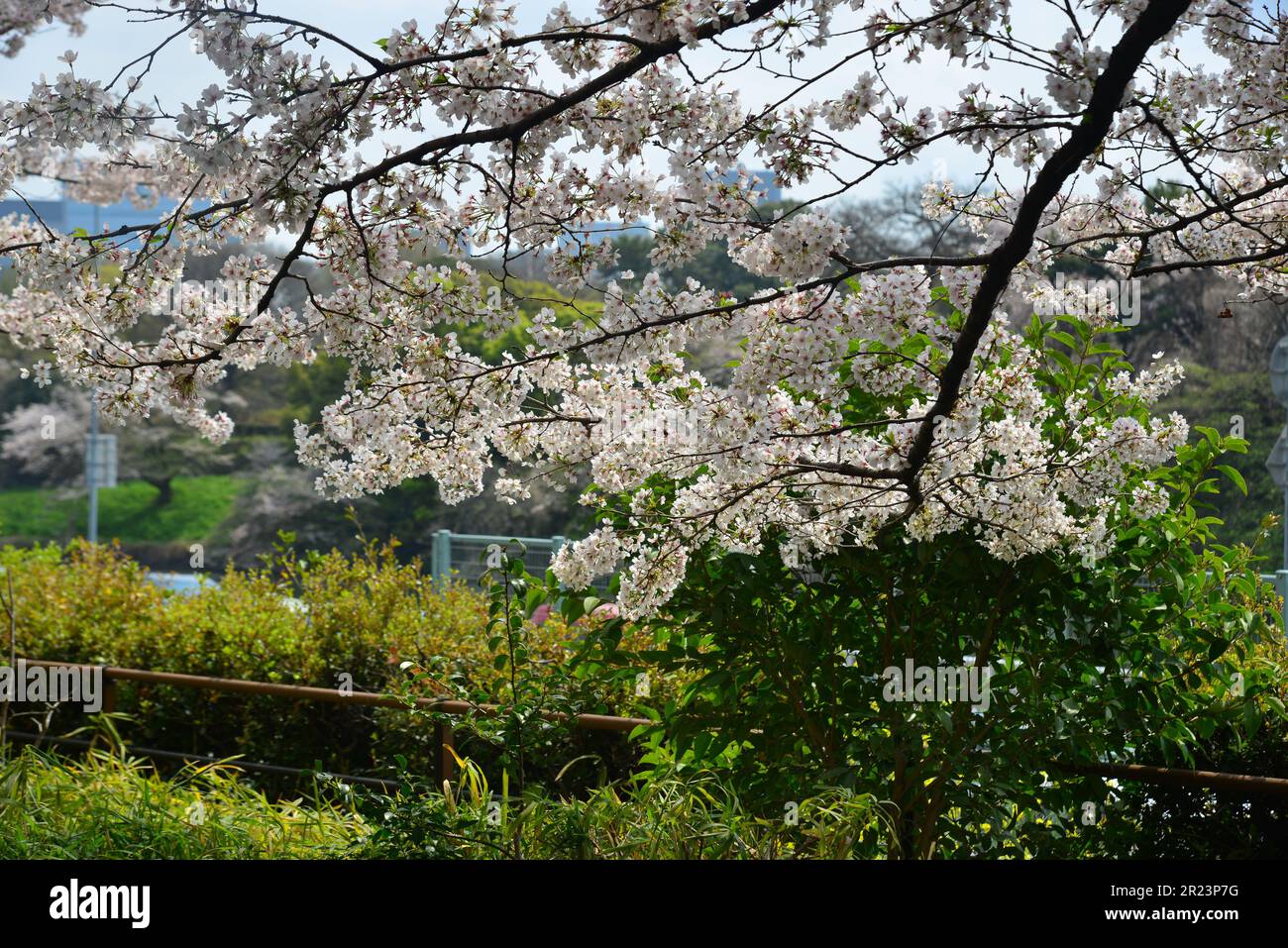 Cherry blossom season in Tokyo, Japan. Watching the cherry blossoms ...