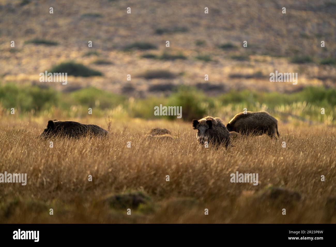 A herd of wild boars in a grassy field under the sunlight with a blurry ...