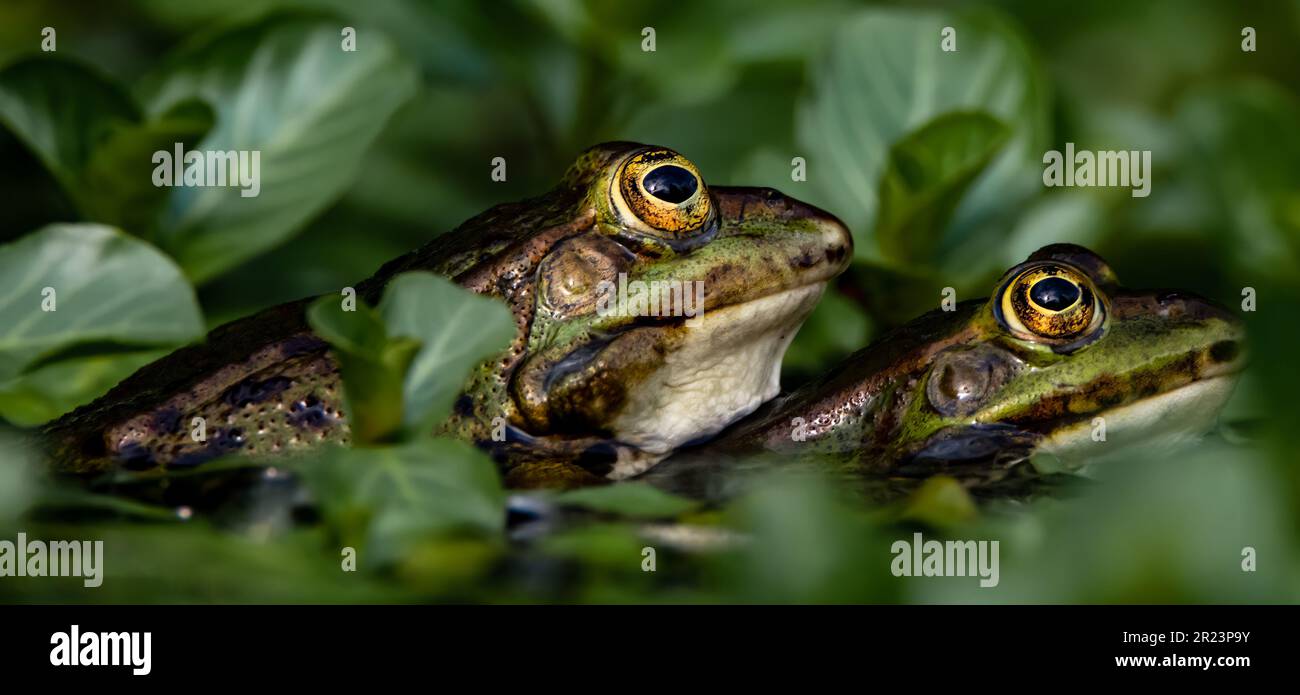 marsh frogs mating between the floating leaves of the Water Primrose ...