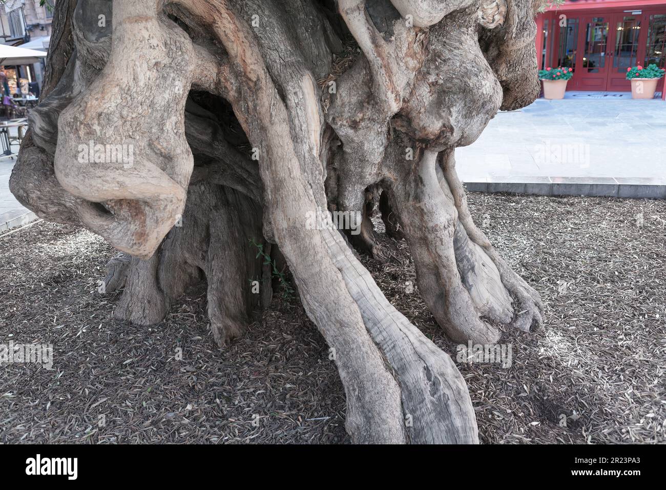 Old tree with large roots . Olive exterior roots Stock Photo - Alamy