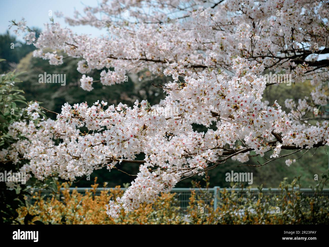 Cherry blossom season in Tokyo, Japan. Watching the cherry blossoms ...