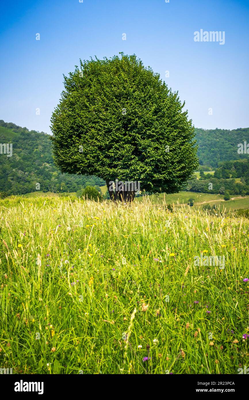 Tree in a field. Landscape around Bulnes village in Picos de Europa ...