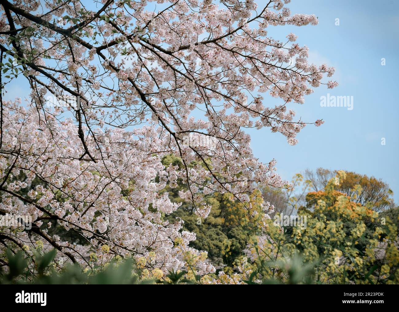Cherry blossom season in Tokyo, Japan. Watching the cherry blossoms ...