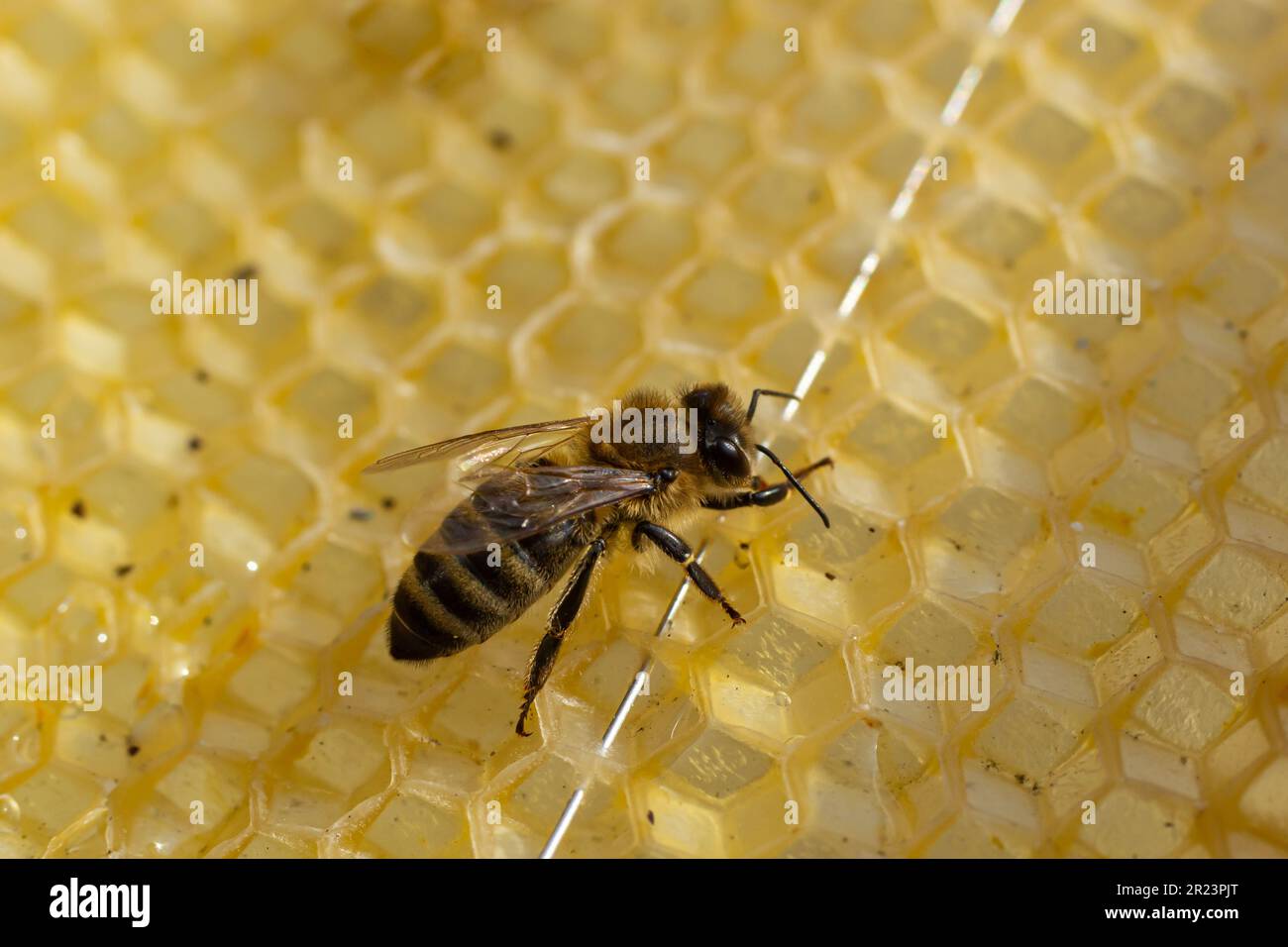 Beautiful honeycomb with bees close-up. A swarm of bees crawls through ...