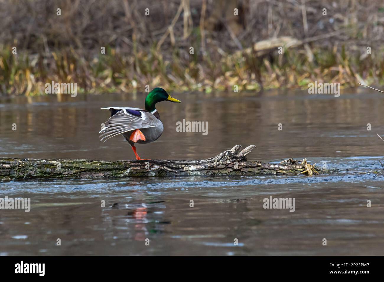Mallard duck swimming on a pond picture with reflection in water. One ...