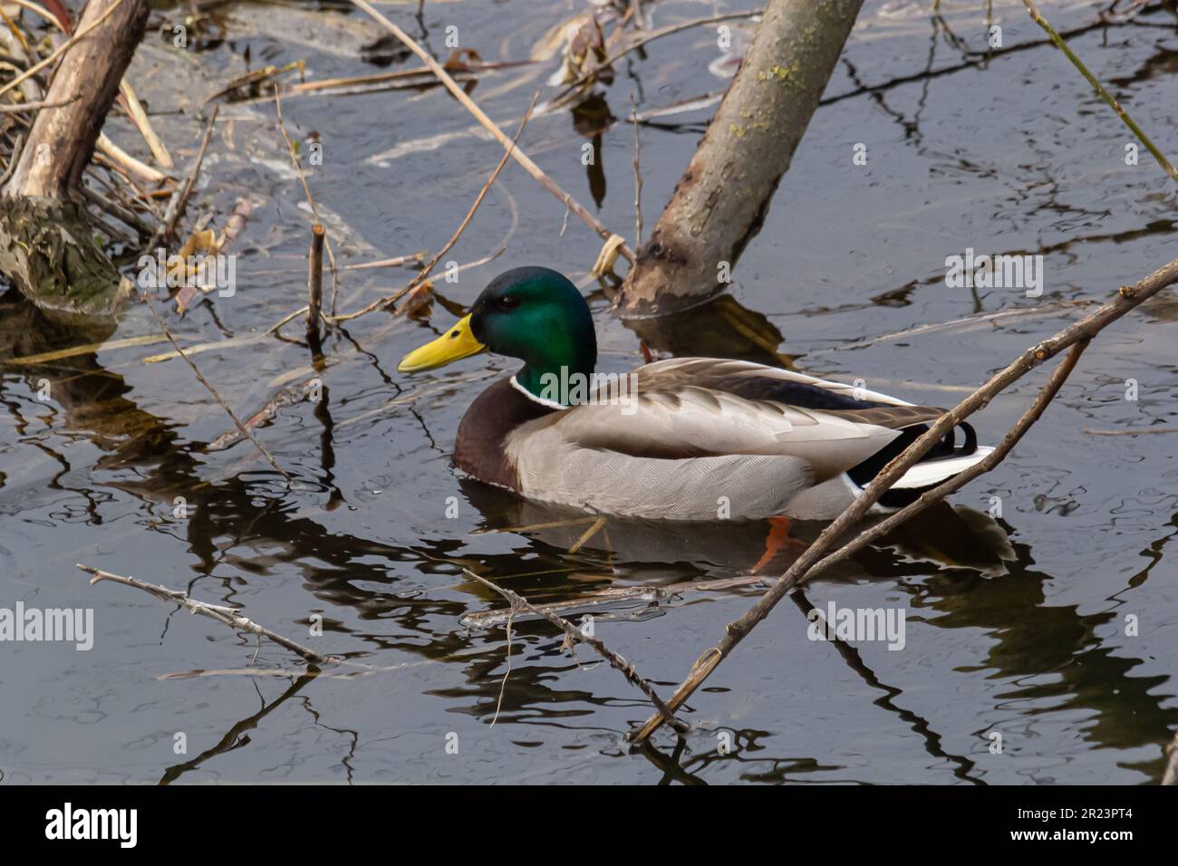 Mallard duck swimming on a pond picture with reflection in water. One ...