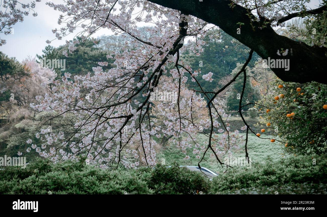 Cherry blossom season in Tokyo, Japan. Watching the cherry blossoms ...