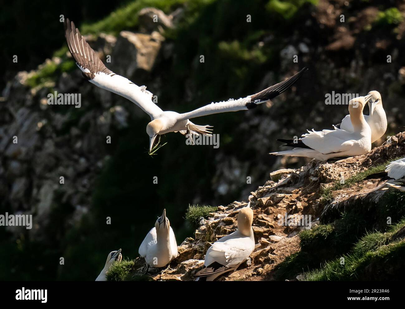 A Gannet gathers nesting material at Bempton Cliffs in Yorkshire where ...