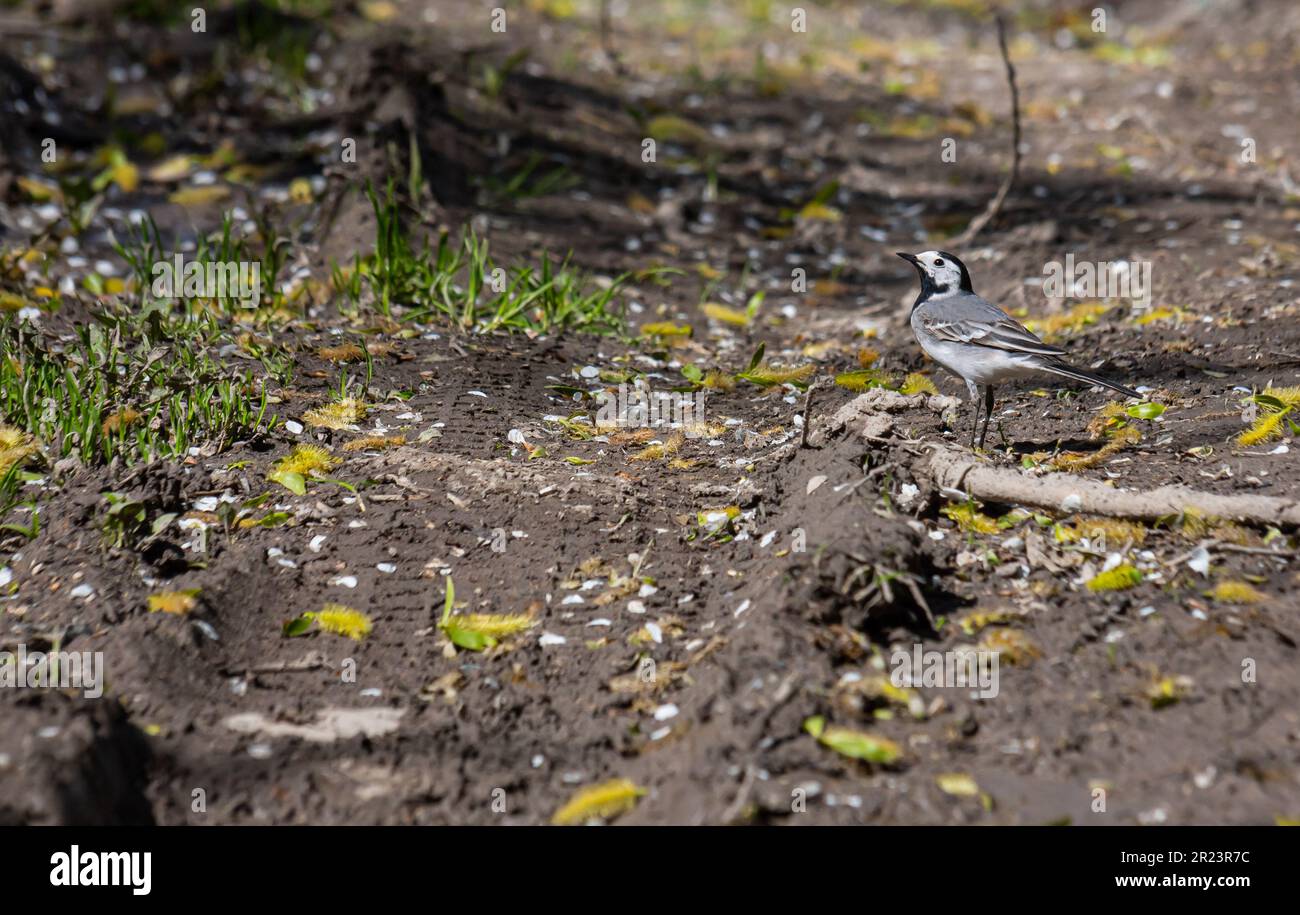 White Wagtail - Motacilla alba, small popular passerine bird from ...
