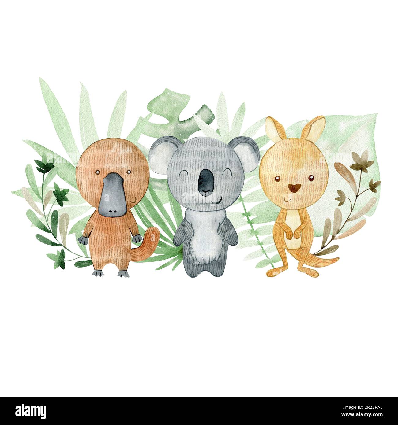 Watercolor australian animals hi-res stock photography and images - Alamy