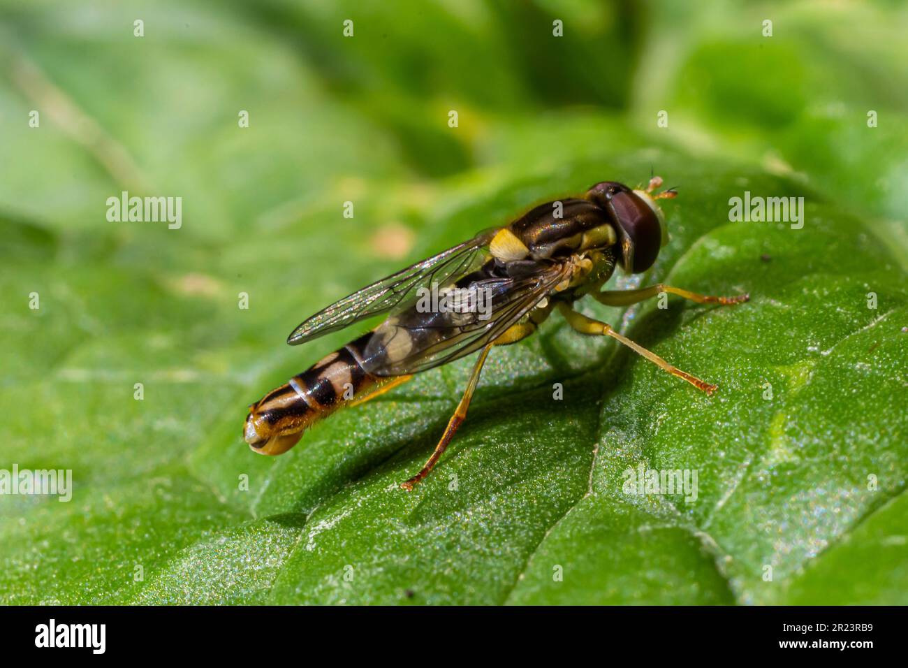 The female longfly Sphaerophoria scripta sits on a dandelion petal ...