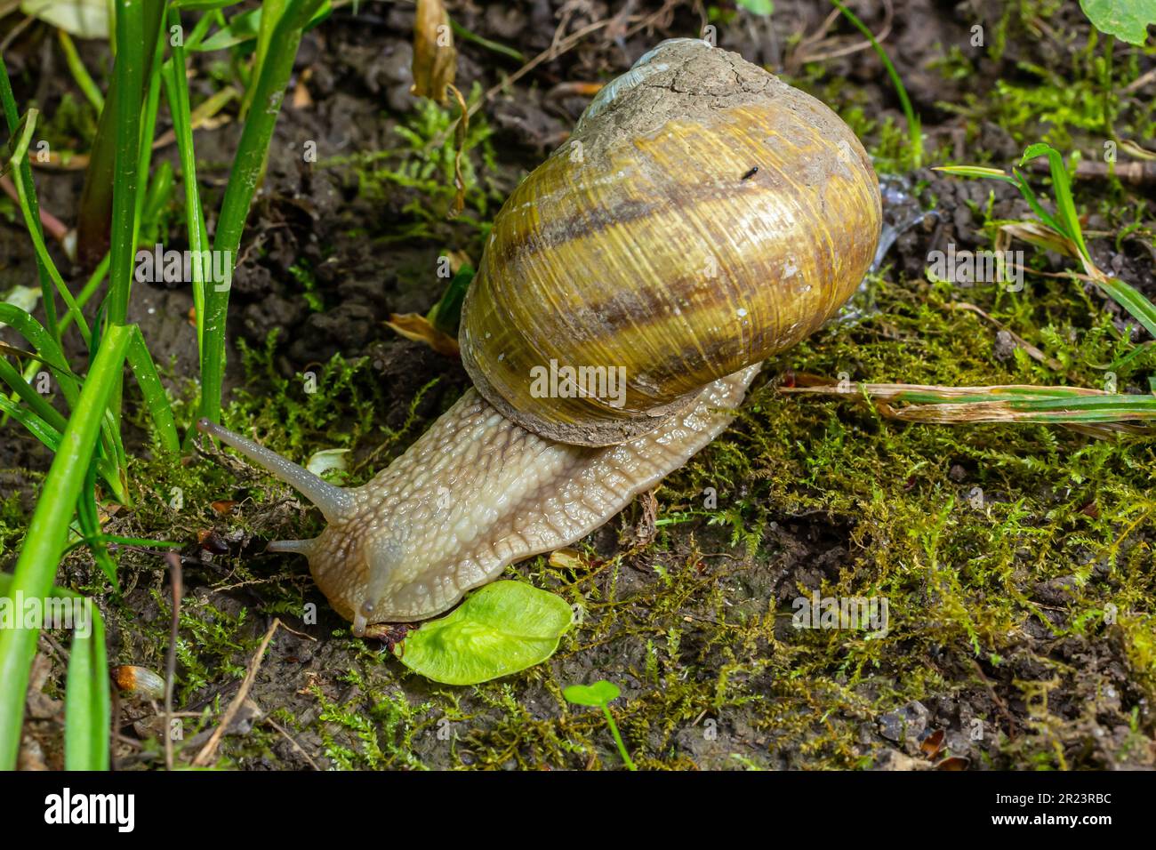 Helix pomatia also Roman snail, Burgundy snail, edible snail or ...