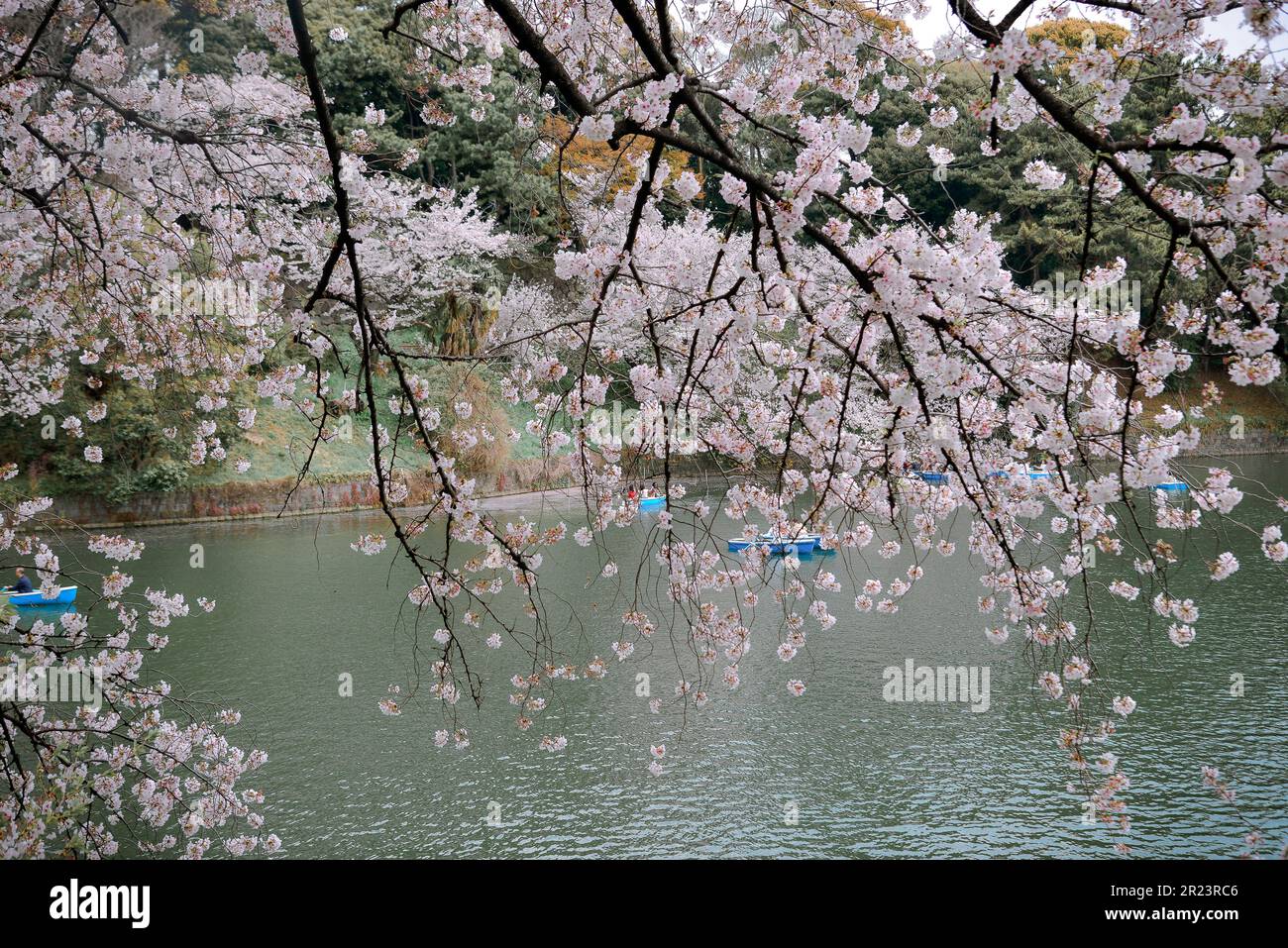 Cherry blossom season in Tokyo, Japan. Watching the cherry blossoms ...