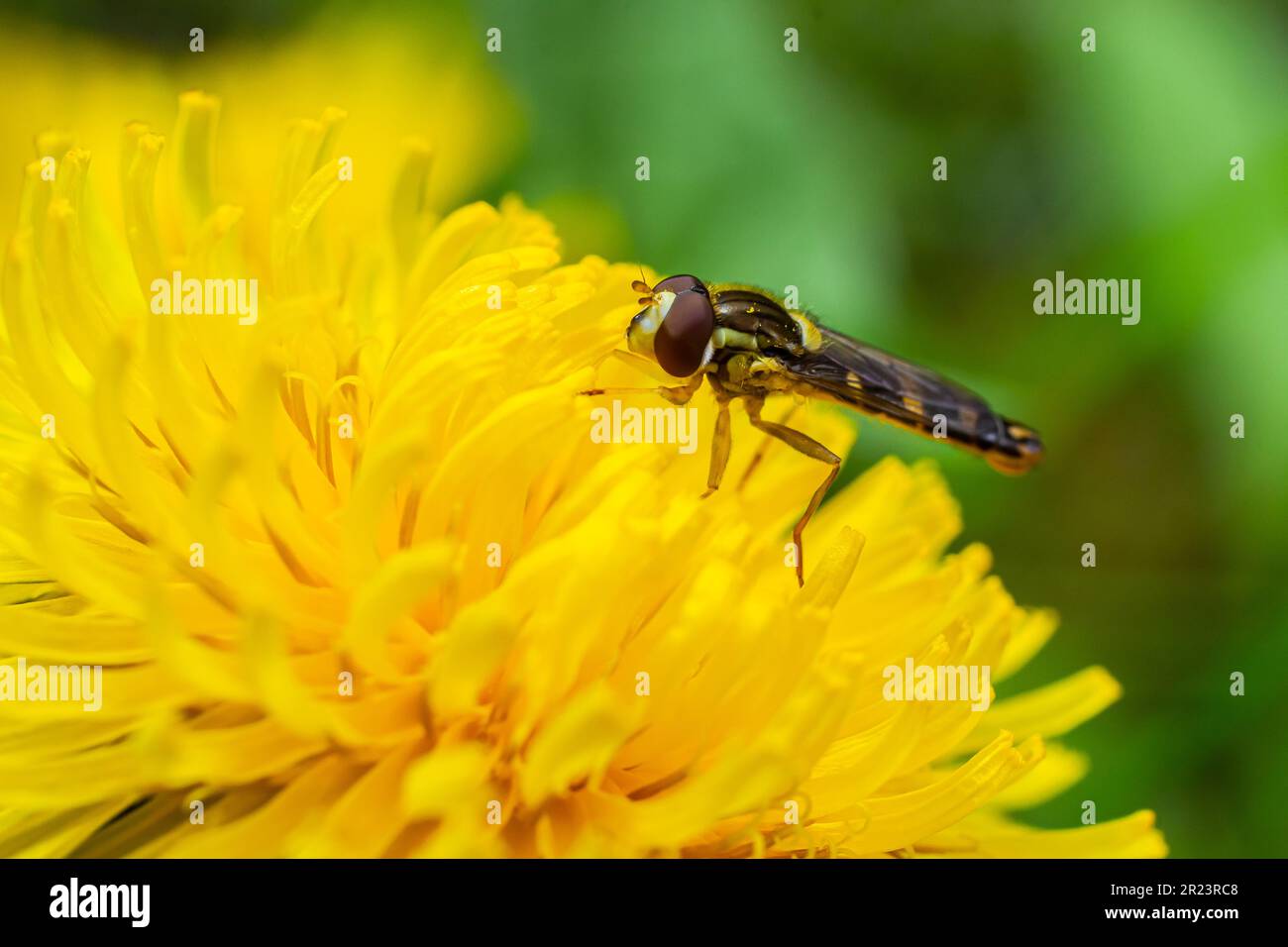 Macro of a long hoverfly Sphaerophoria scripta of the Syrphidae family on a yellow flower Stock ...