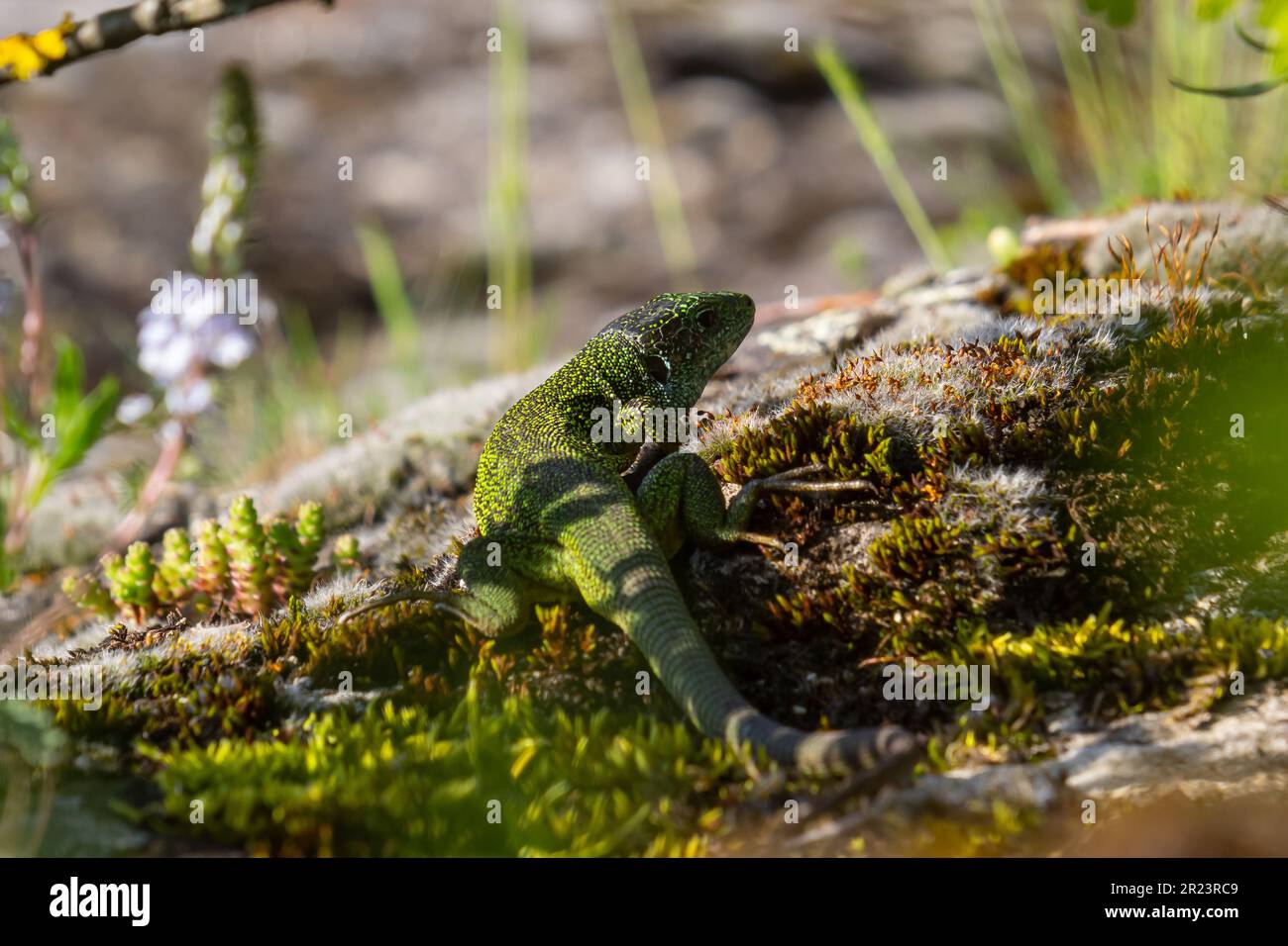 European green lizard Lacerta viridis emerging from the grass exposing ...