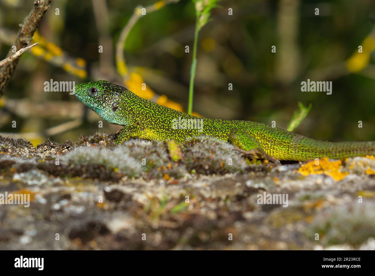 European green lizard Lacerta viridis emerging from the grass exposing ...