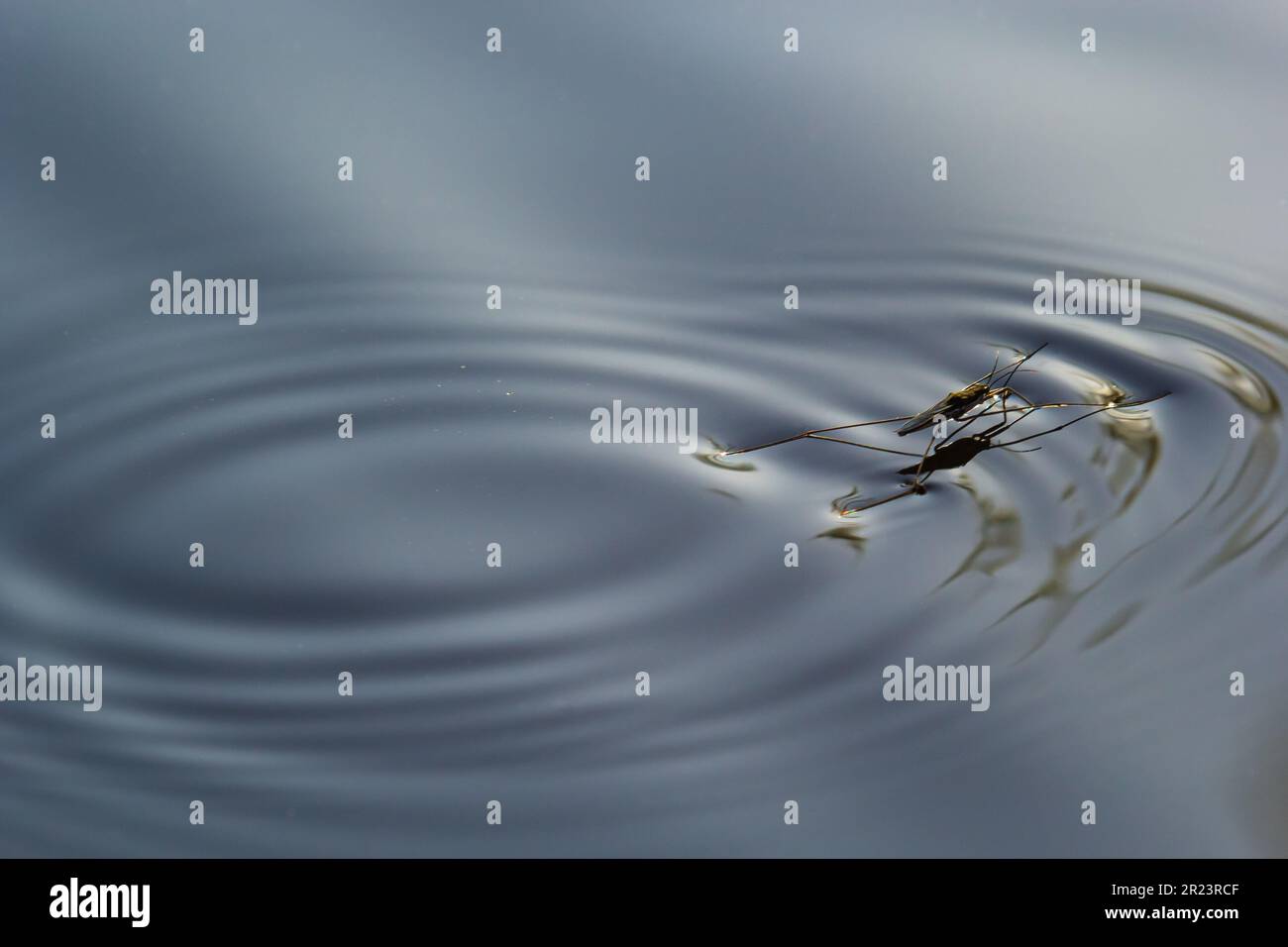 Move quick hi-res stock photography and images - Alamy