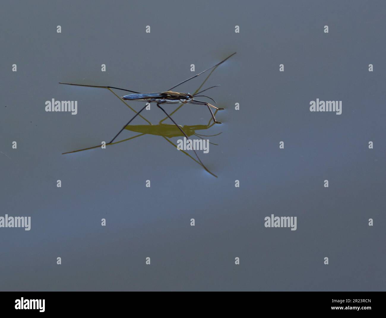 Insect Gerris lacustris, known as common pond skater or common water ...