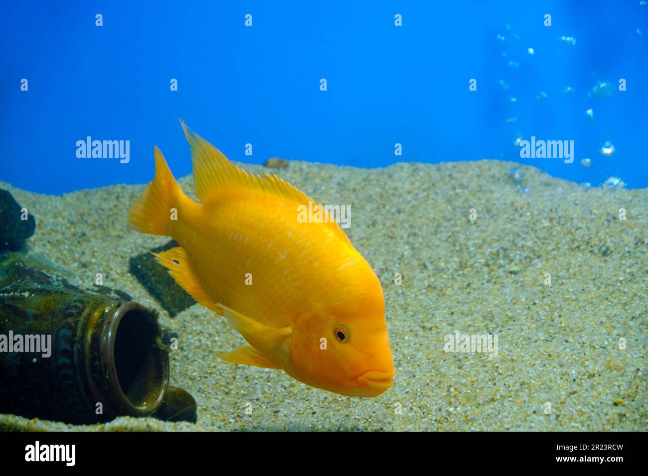 Citron cichlid hi-res stock photography and images - Alamy