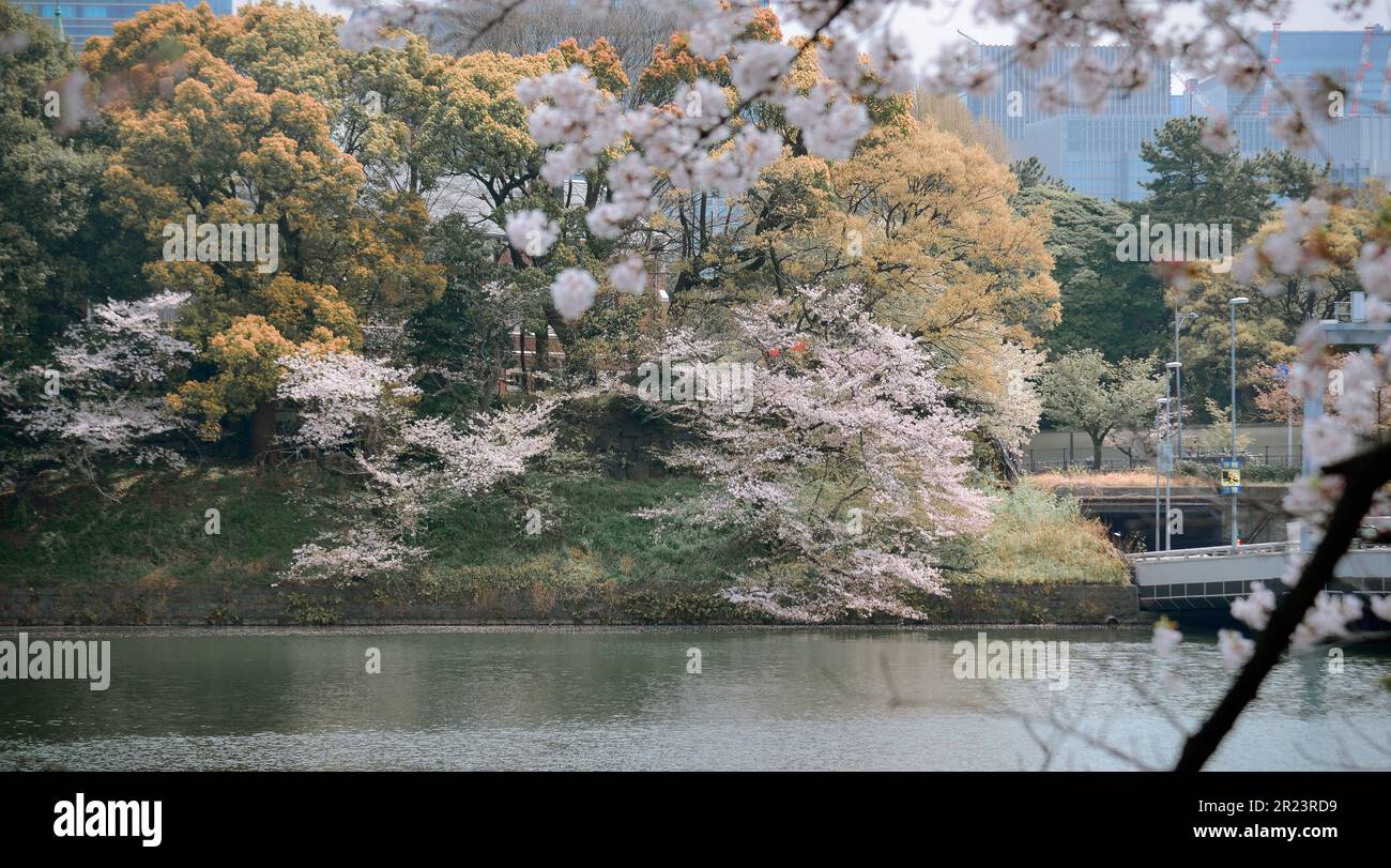 Cherry blossom season in Tokyo, Japan. Watching the cherry blossoms ...