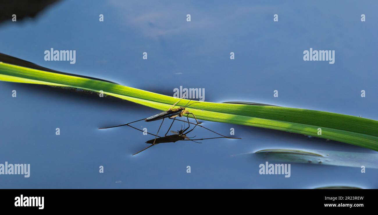 Insect Gerris lacustris, known as common pond skater or common water ...