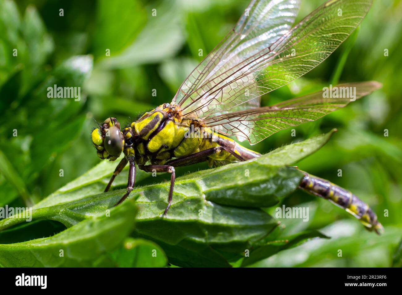 Dragonfly, Gompha vulgaris Gomphus vulgatissimus on the plant by lake ...