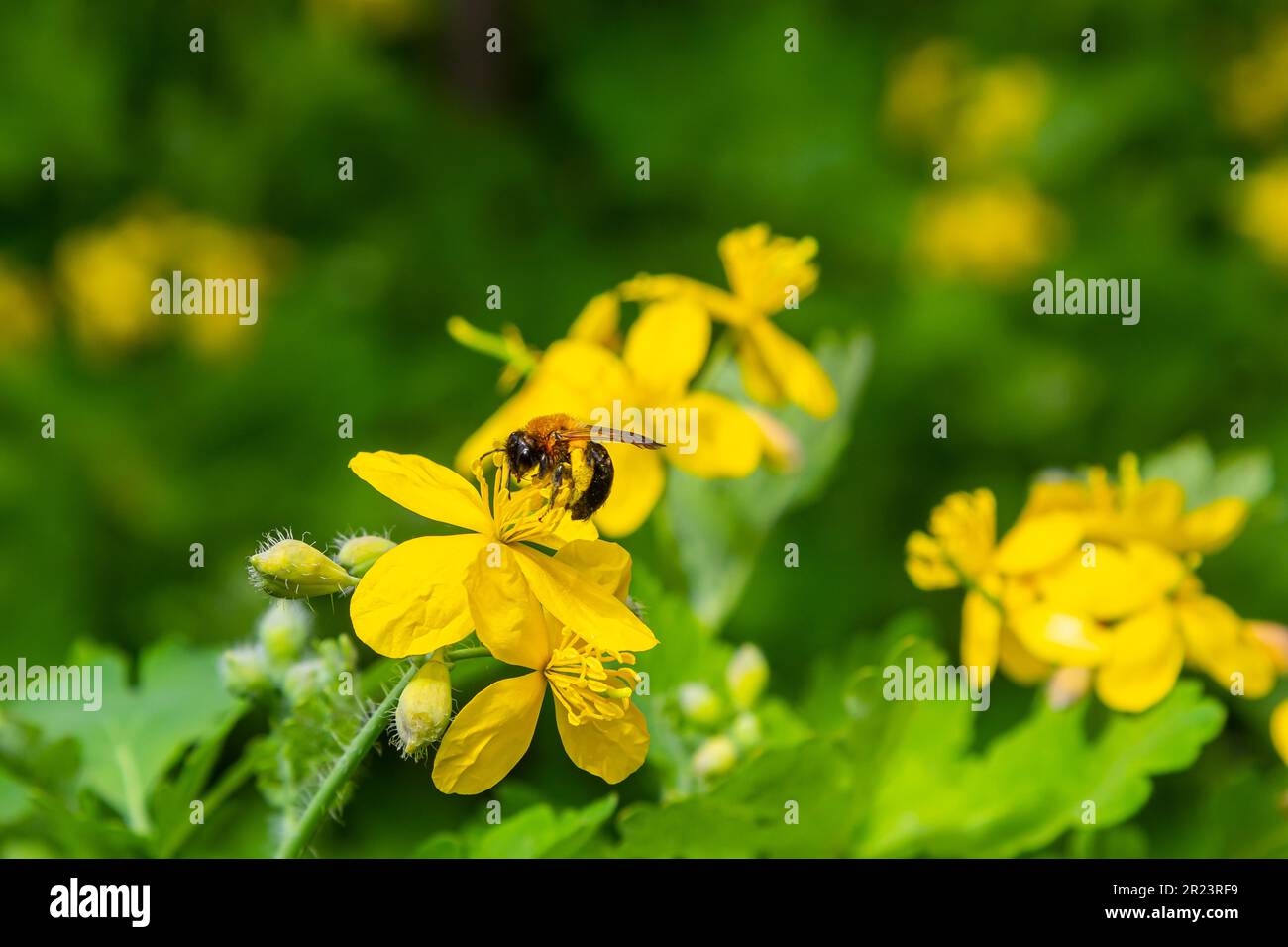 Celandine. Chelidonium family Poppy taxonomic name of the genus ...